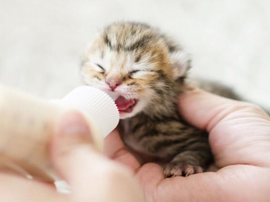 Кормящая кошка