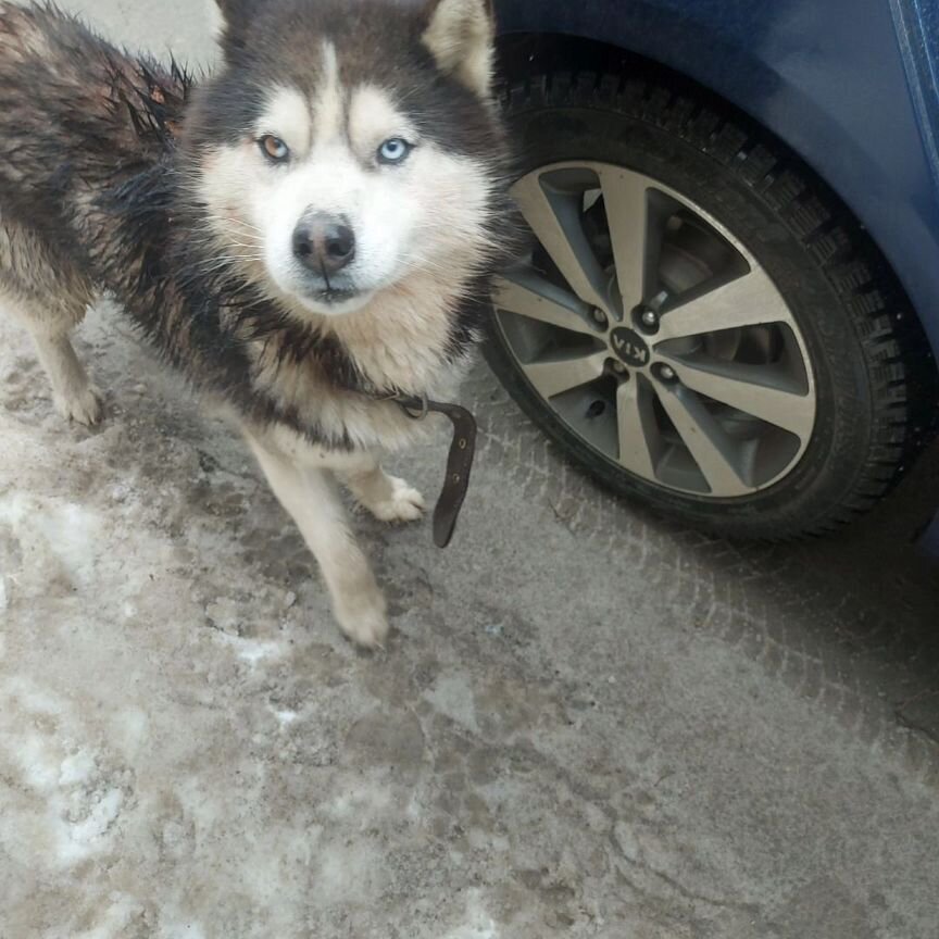 Чей истощенный замученный хаски