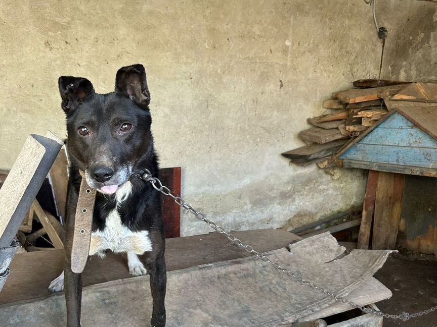 Помощник во двор