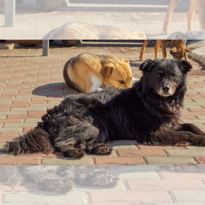 Взрослый пёс в добрые руки