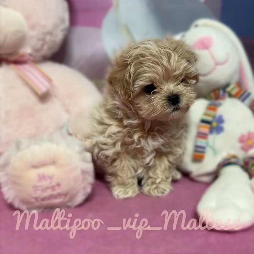 Мальтипу f1 mini и micro