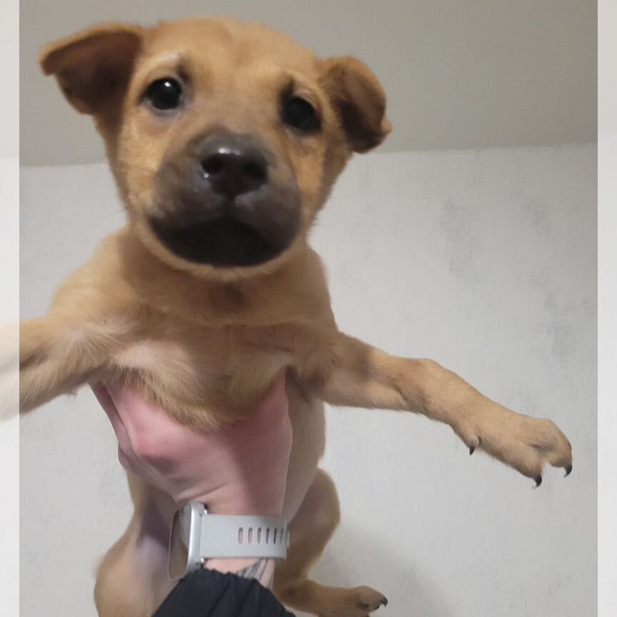 Шарпей, щенок