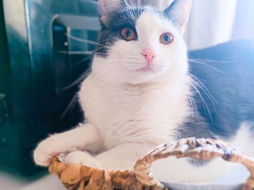 Выкинули котят