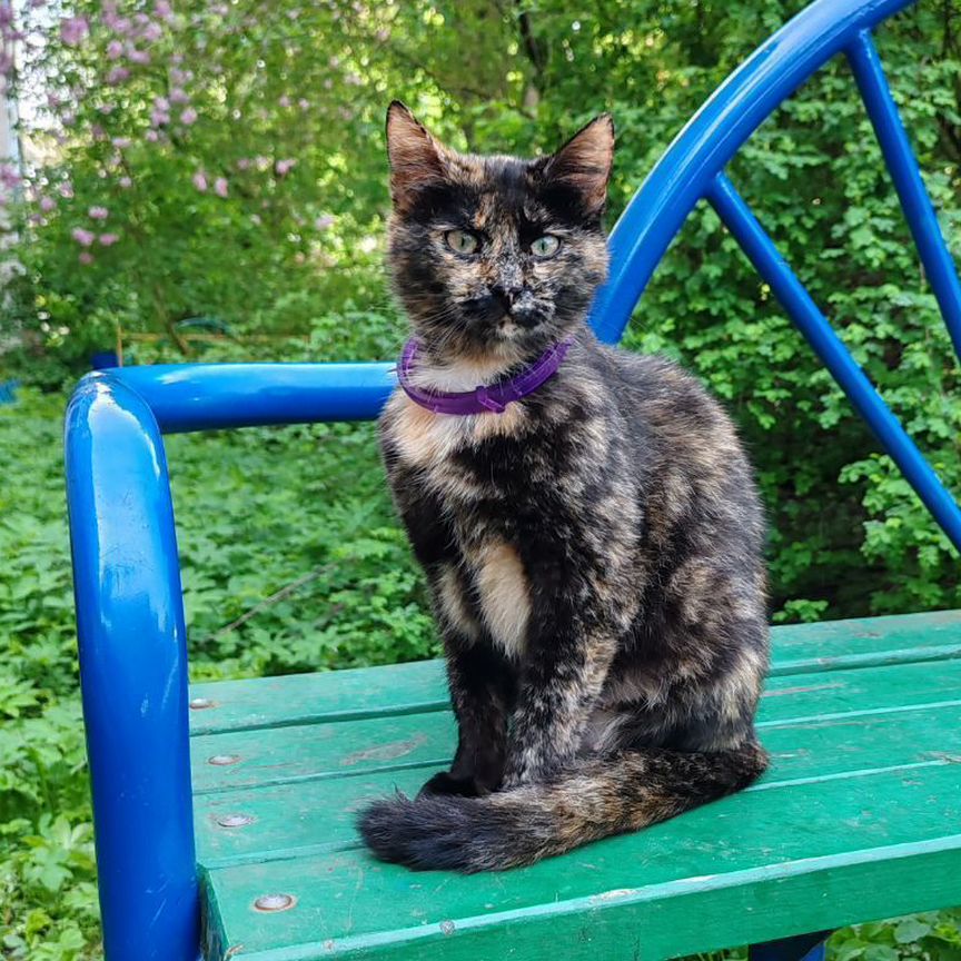 Взрослая, кошка в добрые руки