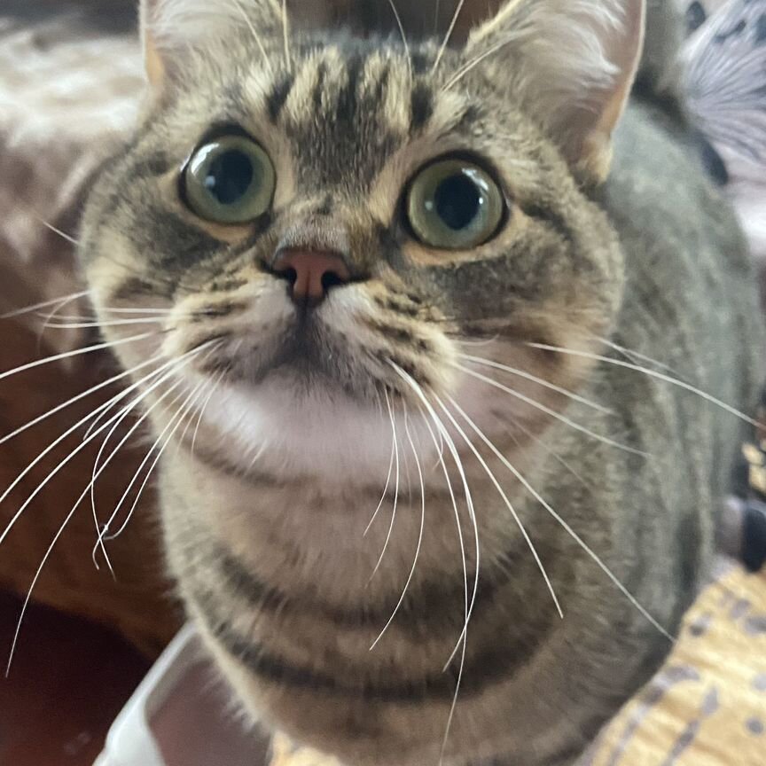 Шотландская прямоухая