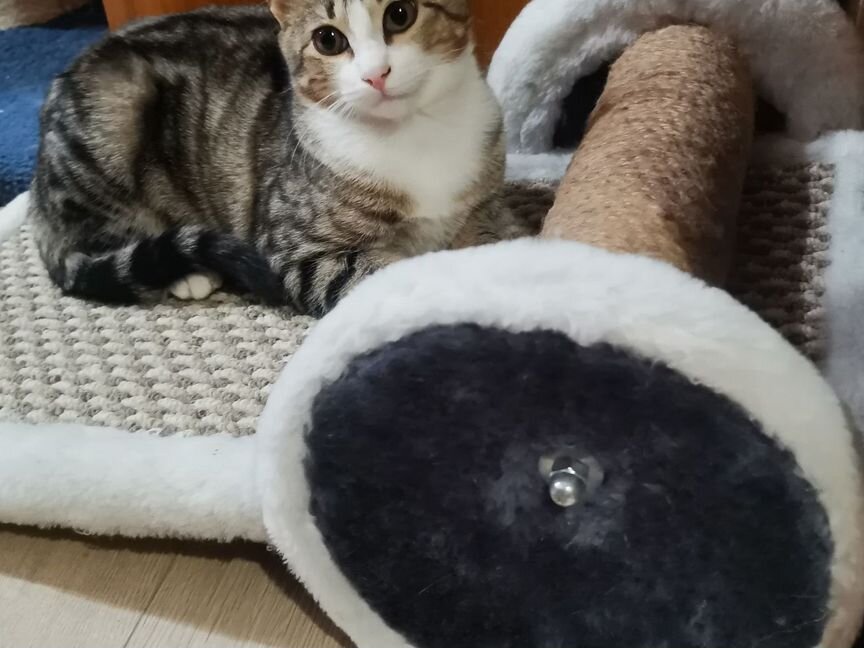 Кошка в дар, возраст 4,5 месяца
