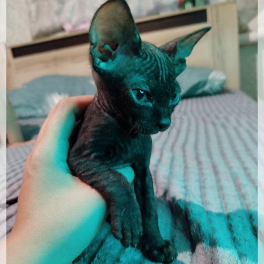 Канадский сфинкс котенок мальчик