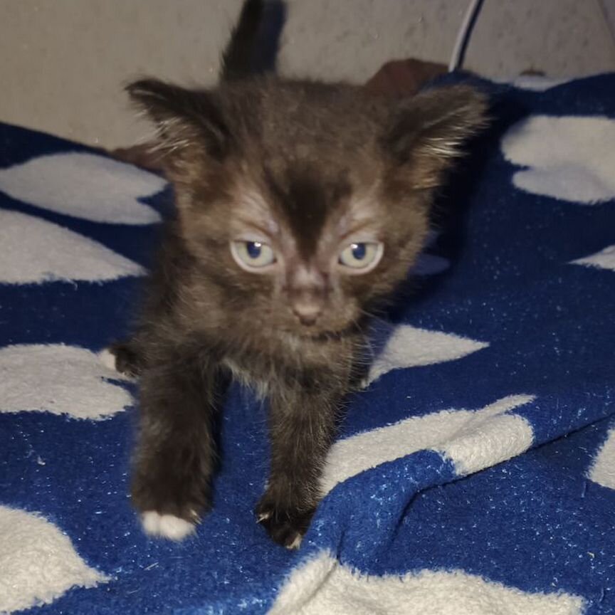 Котёнок в добрые руки