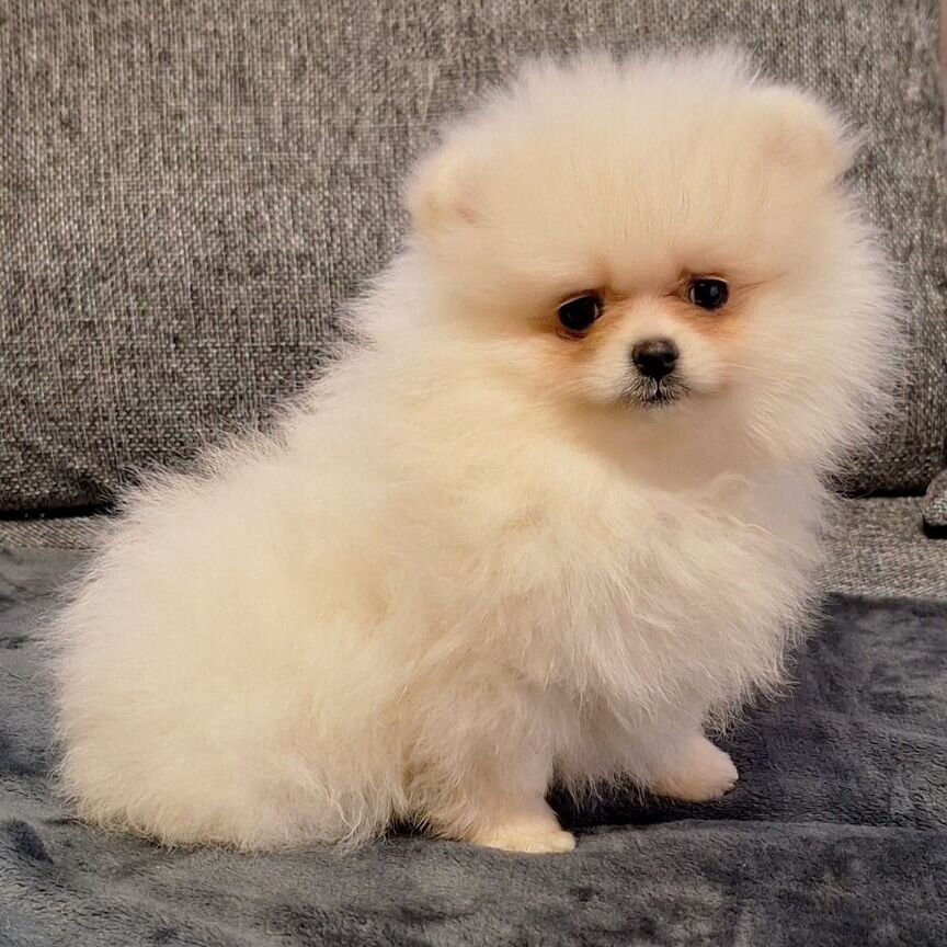 Померанский шпиц, щенок