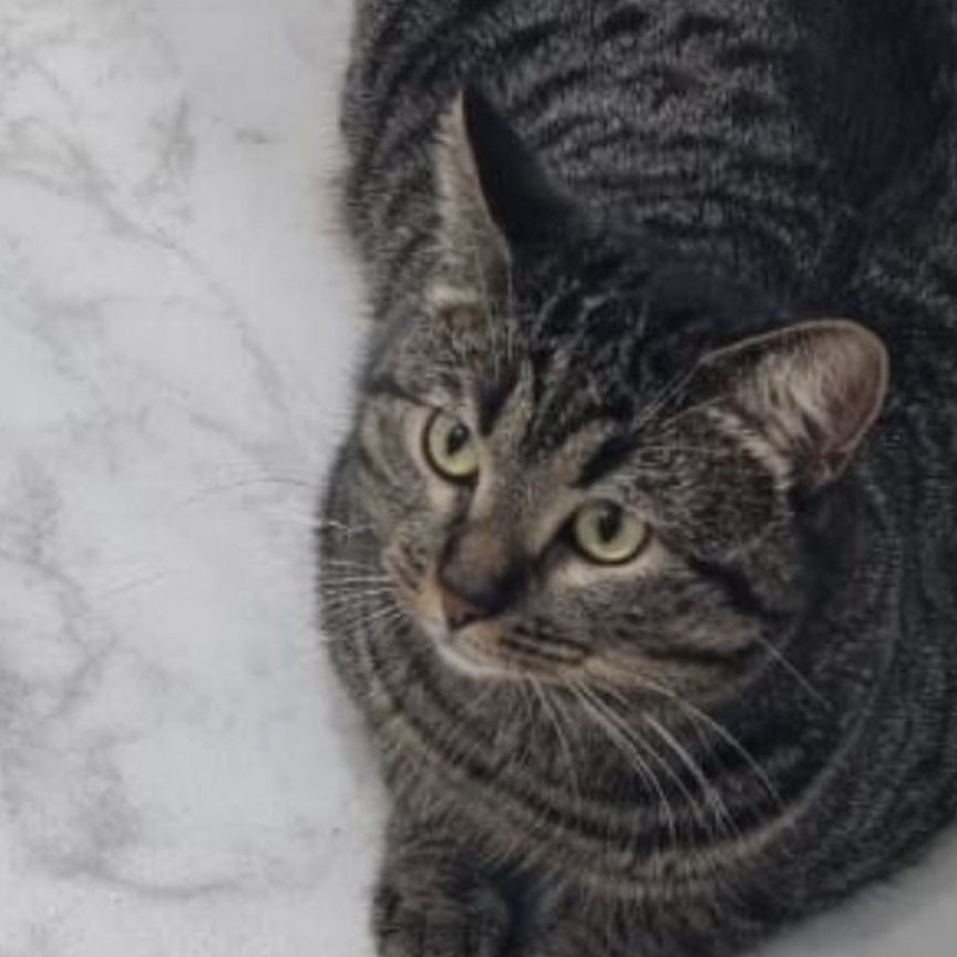 Ищу котика,бегает Тухачевского 28-е,заберу к себе