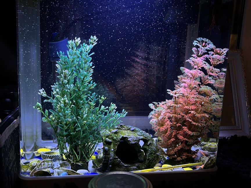 Аквариум на 20 литров (вместе с петушком)