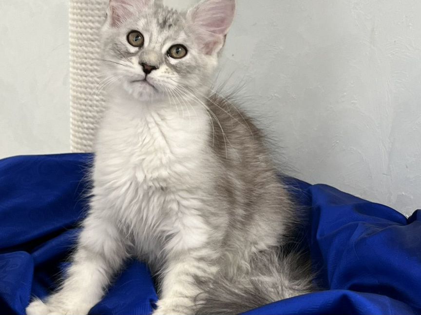 Мейн-кун котята (котики)