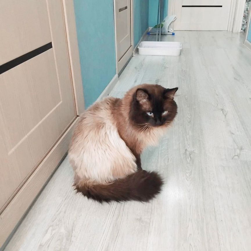 Кот бирманский