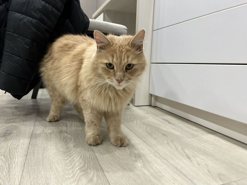 Найден кот мейнкун рыжий
