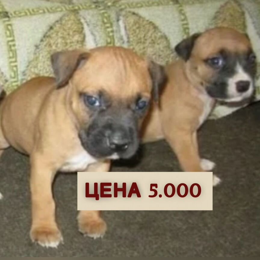 Американский питбультерьер, щенок