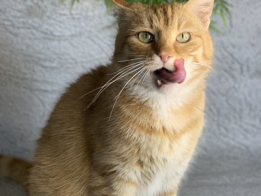 Кошка Аля, 1,5 года