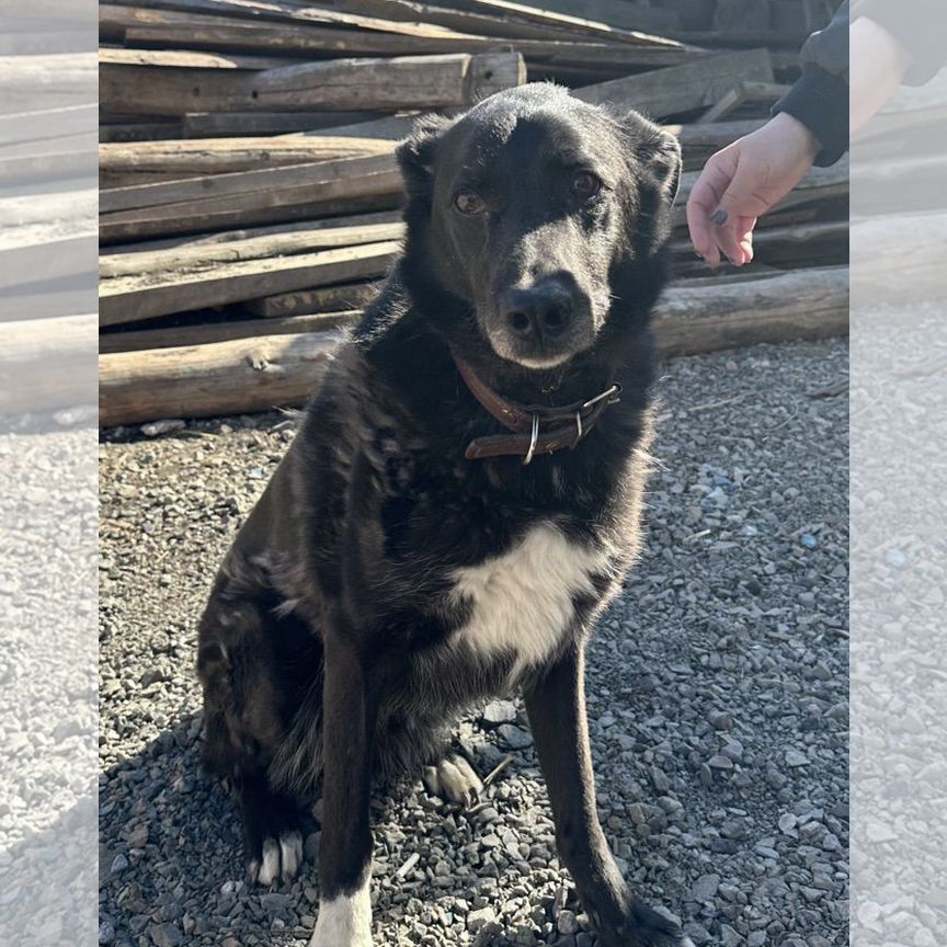 Взрослый пёс в добрые руки