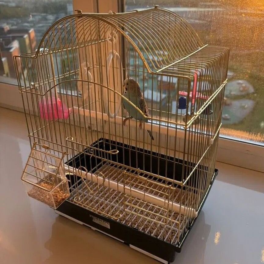 Волнистый попугай с клеткой