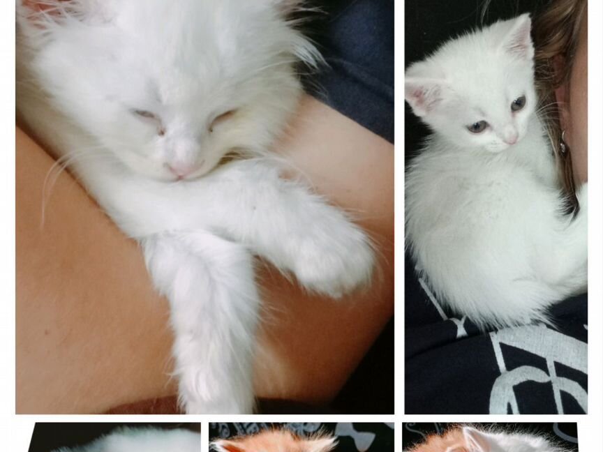 Мылые белые котята