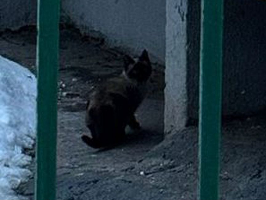 Тайский кот пропадает на улице в добрые руки