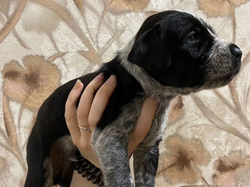 Щенки дратхаар