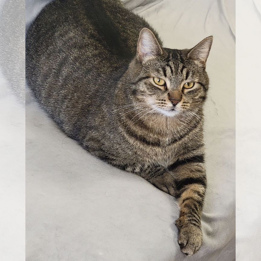 Европейский короткошёрстный, взрослый кот