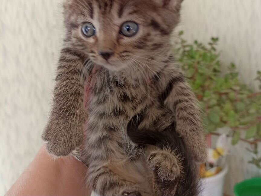 Котята