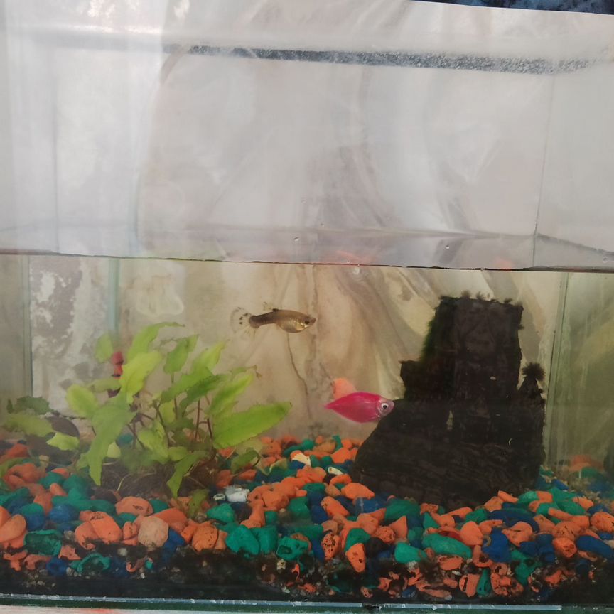 Аквариум с рыбками