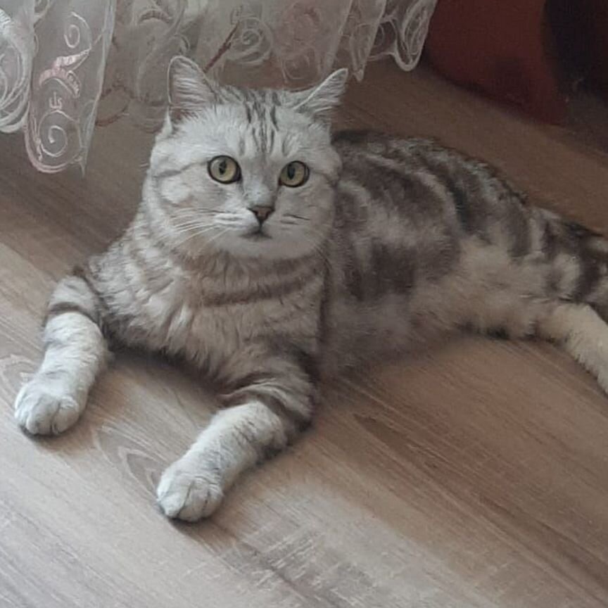 Шотландский прямоухий кот