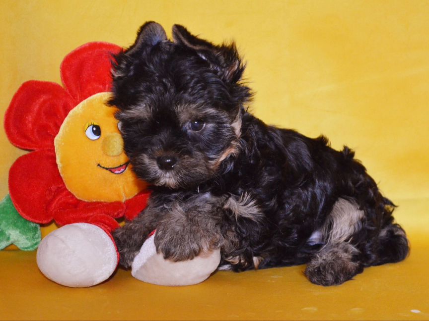 Целовательный йорик