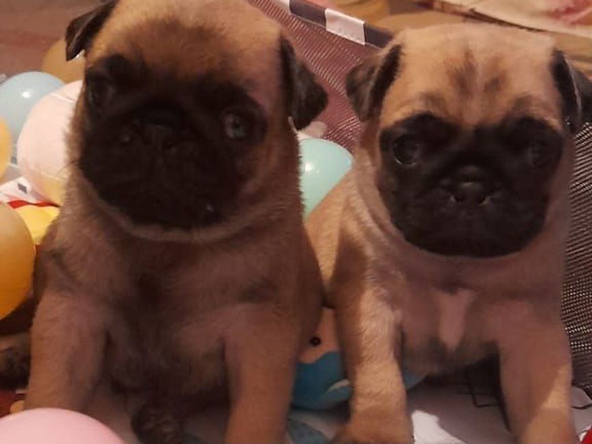 Щенки мопса