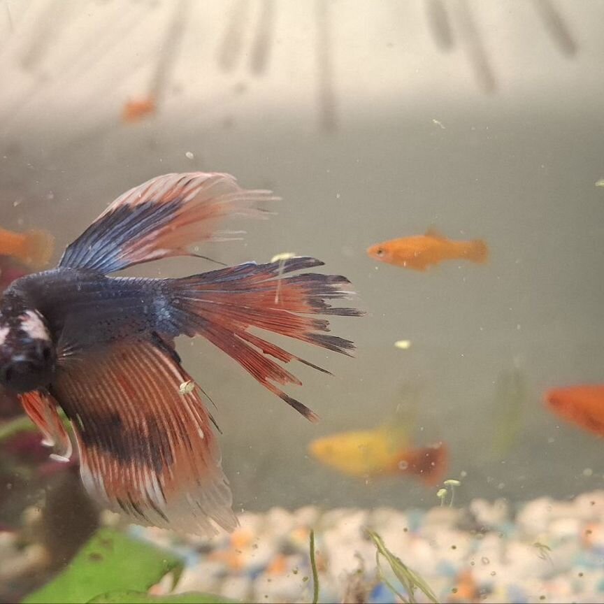 Рыбка петушок