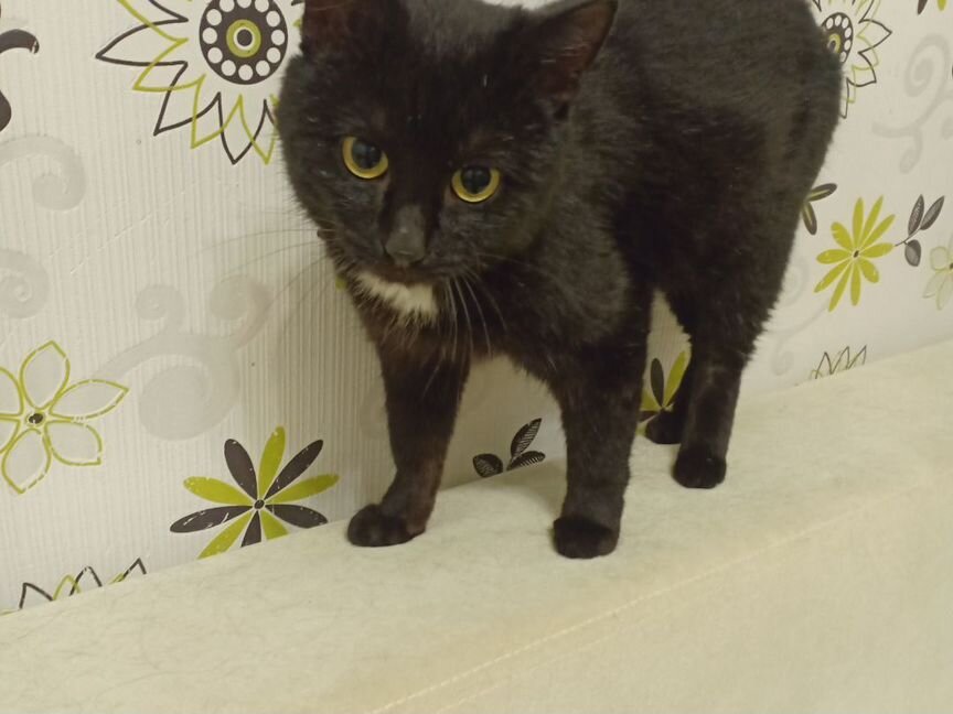 Черные кошки в дар