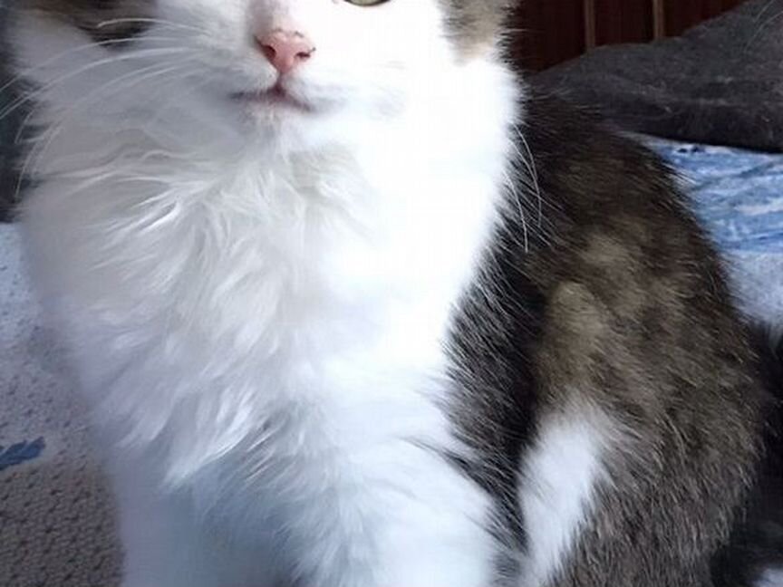 Котенок с садоводства