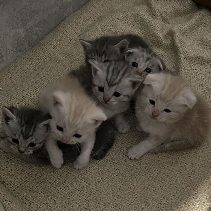 Шотландские котята