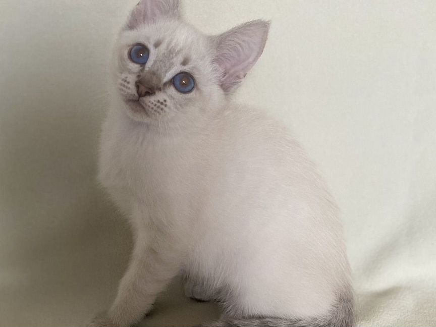 Тайские котята