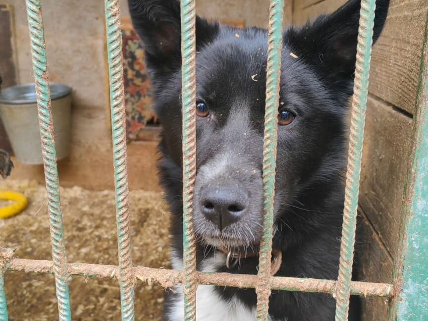 Невероятный щенок из приюта ждёт родителей
