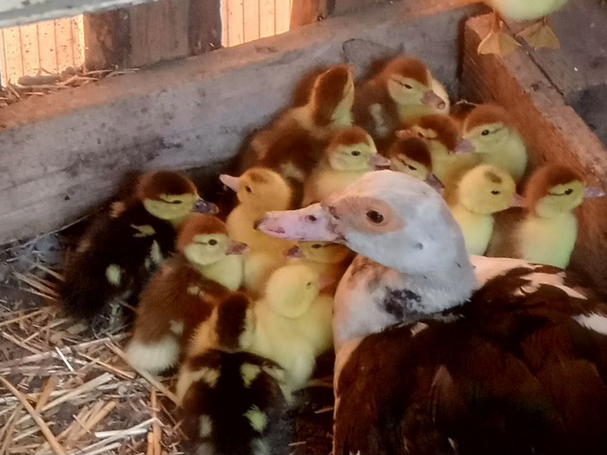 Утята индоутки (шипуны)