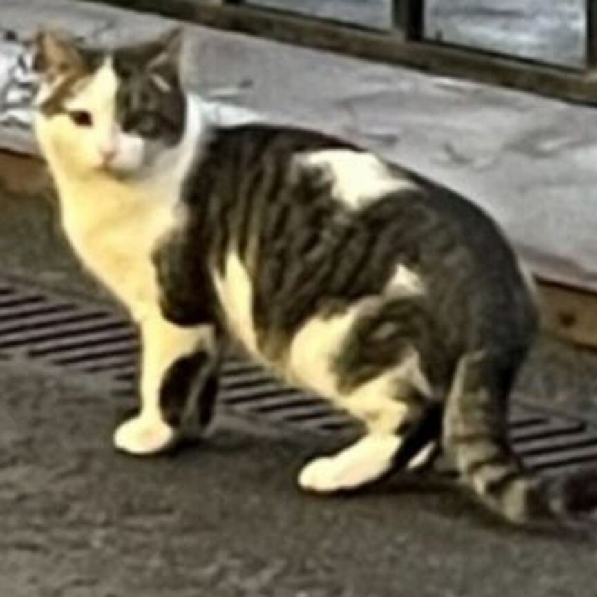 Кошка 1 год в добрые руки