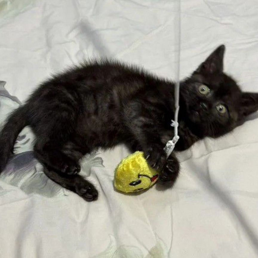 Котёнок от частного владельца