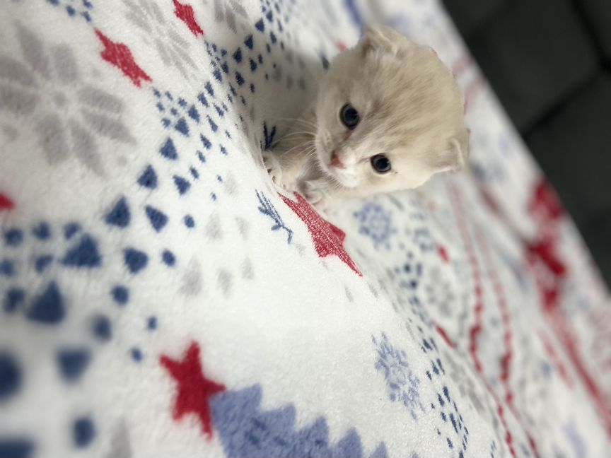 Котенок в дар бесплатно