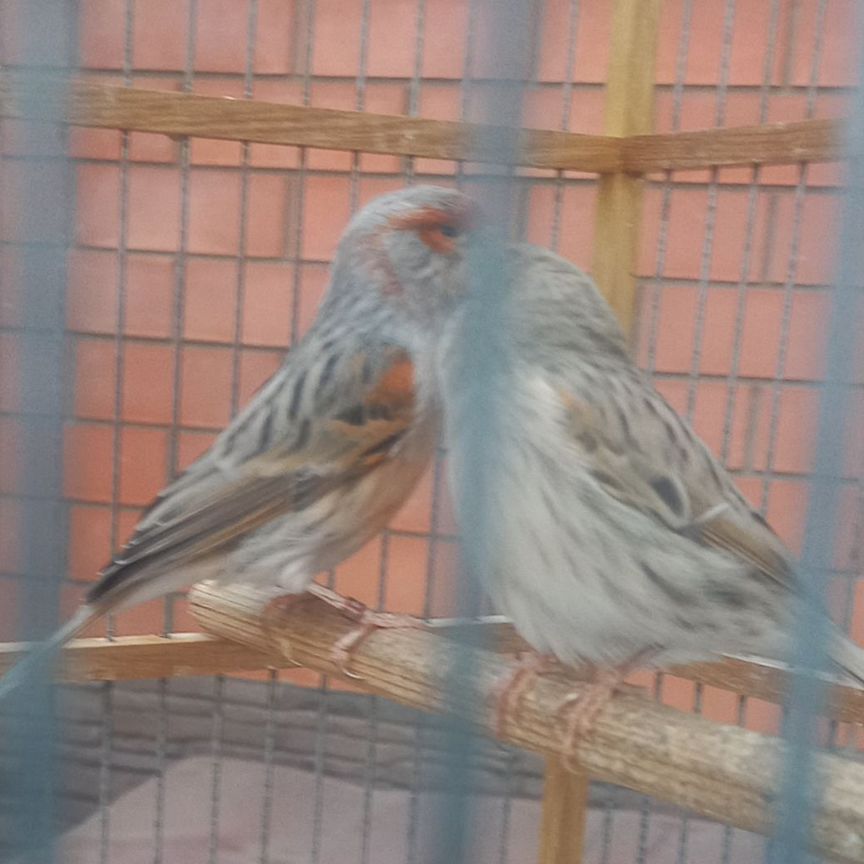 Кенара и канарейки