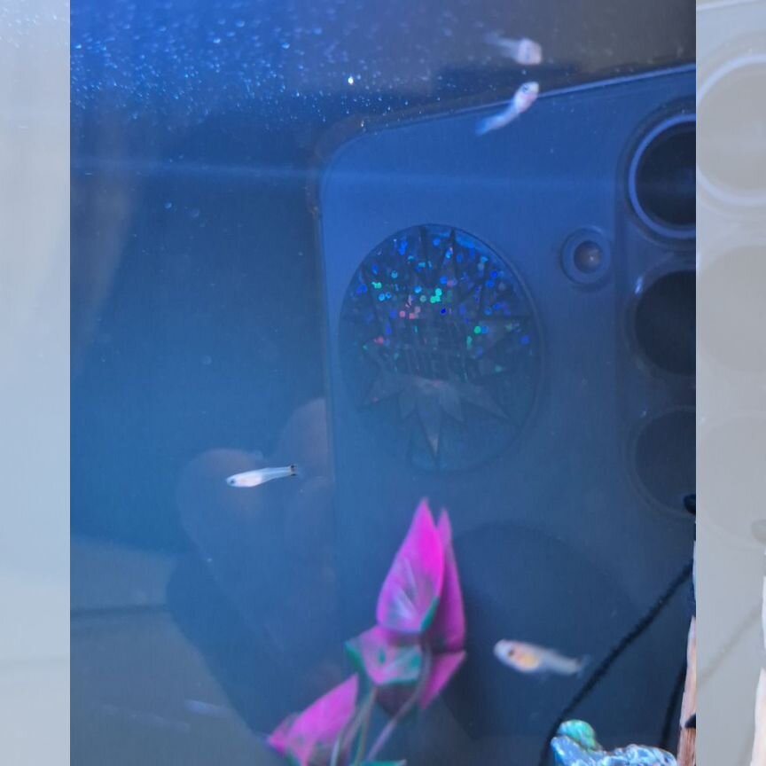 Аквариумные рыбки гуппи