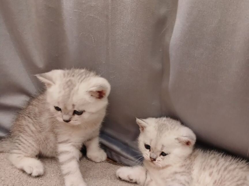 Продаются котята