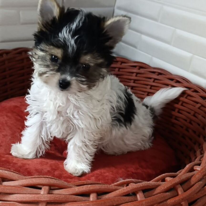 Бивер-йоркширский терьер, щенок