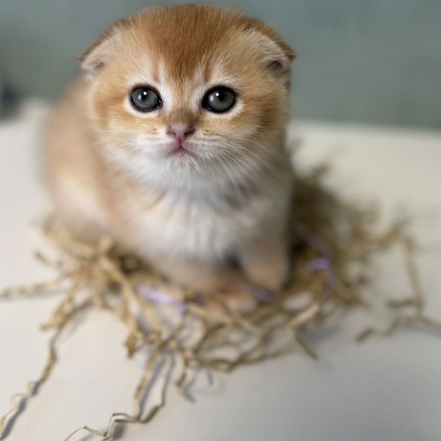 Шотландский вислоухий короткошёрстный котёнок