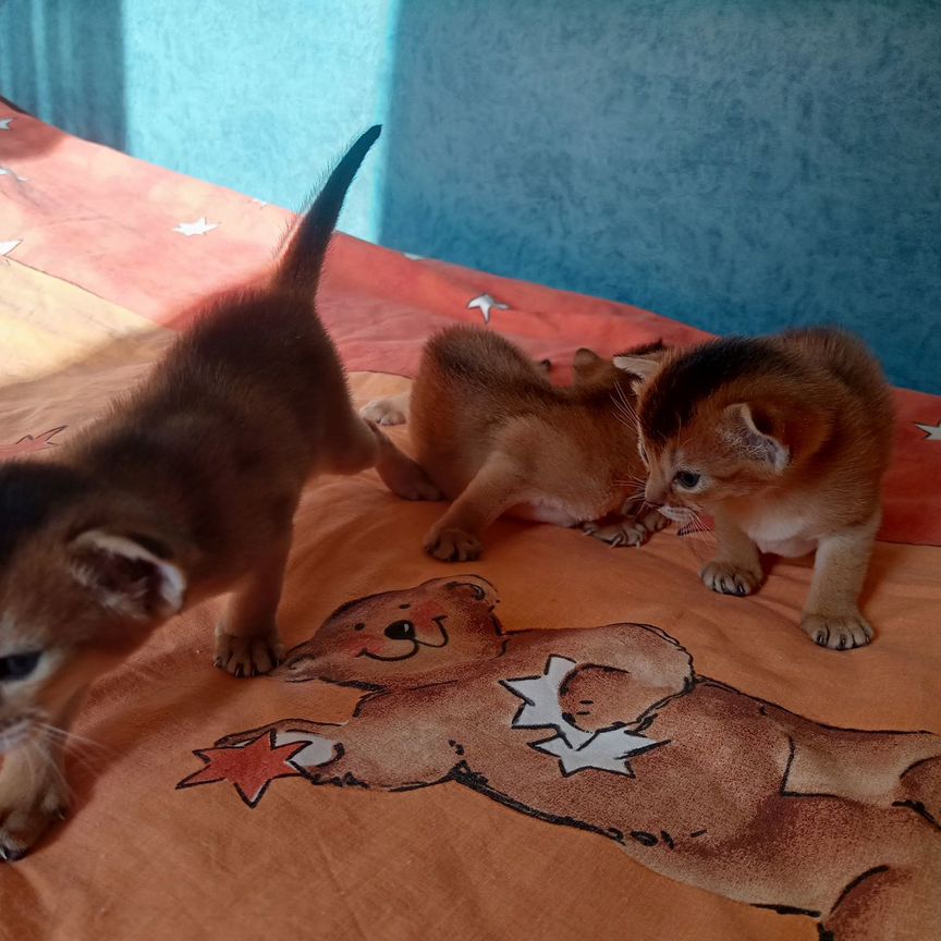 Абиссинские котята