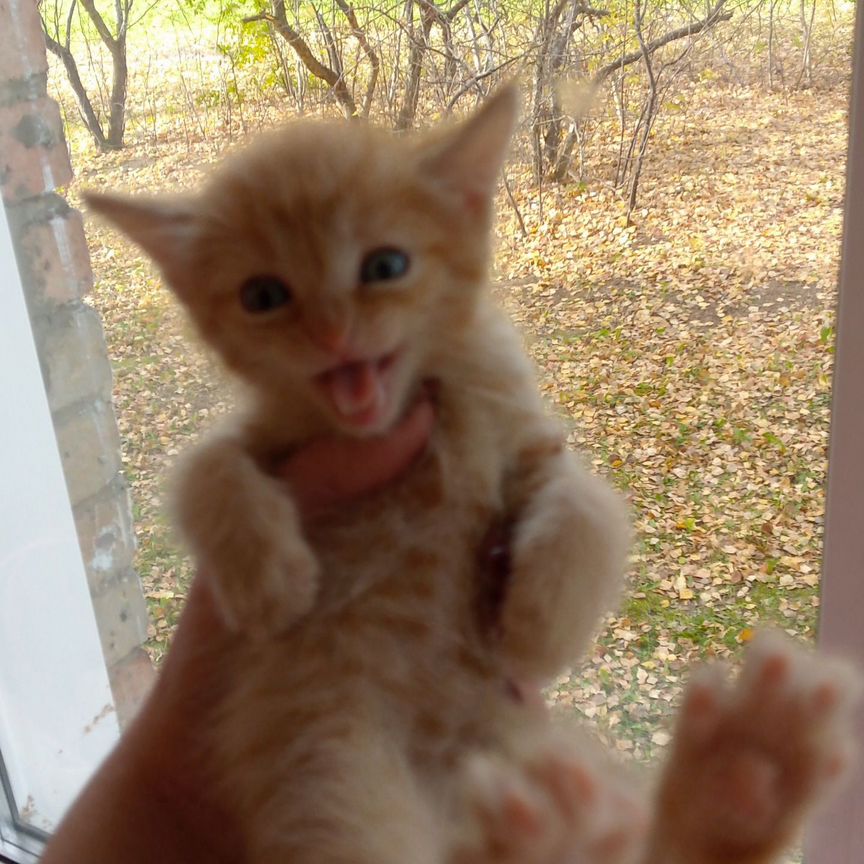 Отдам в добрые руки кото детей)