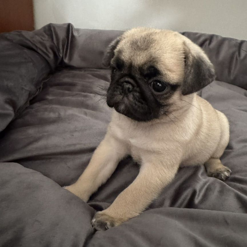 Мопс девочка