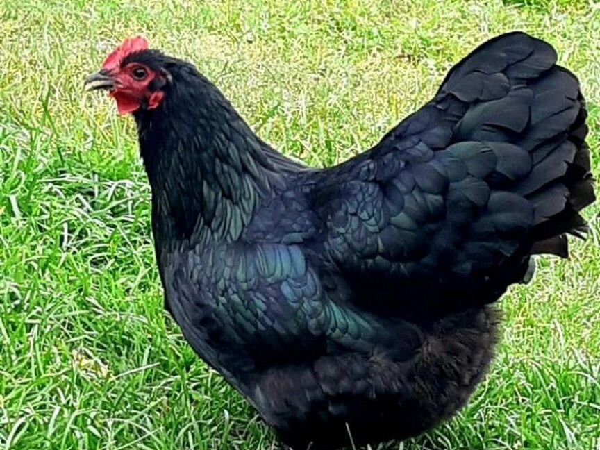 Черная курица